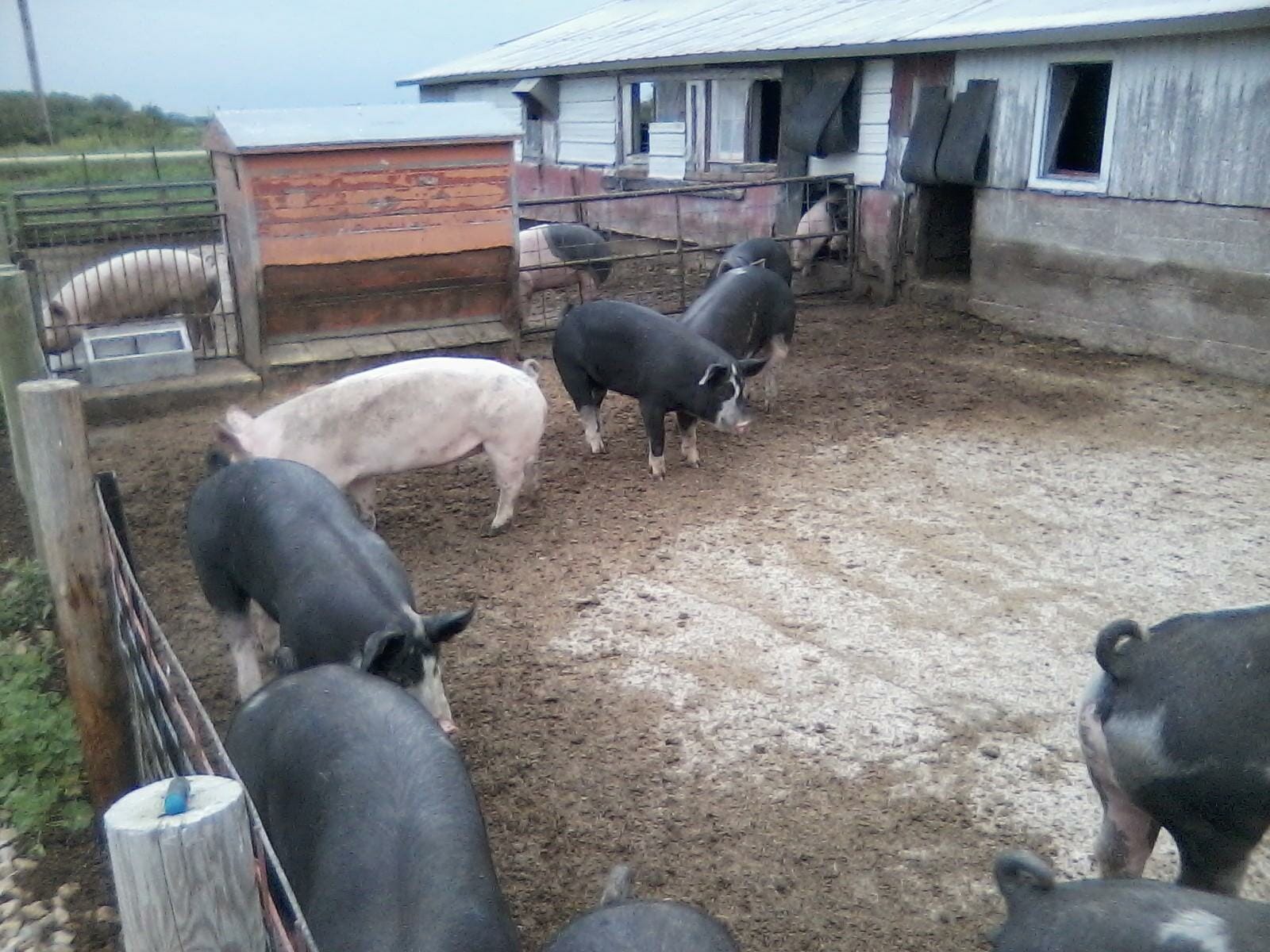 Finishing Hogs on Small Grains - Practical Farmers of Iowa