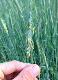 Rolling Cereal Rye: Tips for Success - Guest Blog by Dana Jokela ...