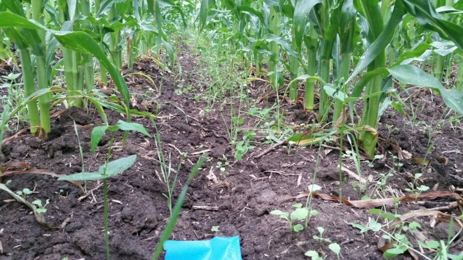 Research: Interseeding Cover Crops to Corn in NW Iowa - Practical ...