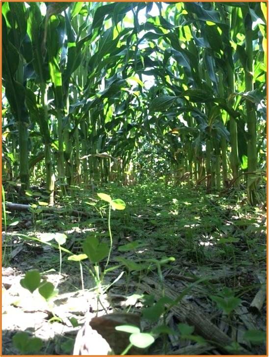 Interseeding Cover Crops into Corn and Soybeans: a Meta-Analysis ...