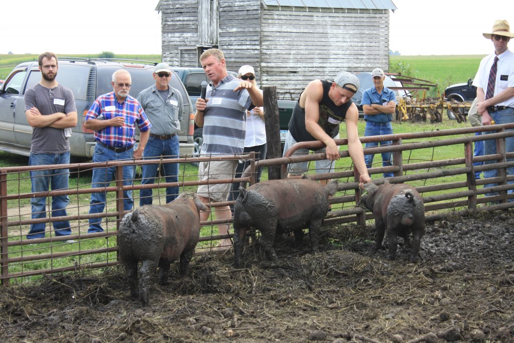 Small Grains, Large Gains: Feeding Rye to Pigs - Practical Farmers of Iowa