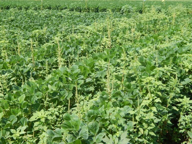 Taming the Waterhemp Beast With Cover Crops - Practical Farmers of Iowa