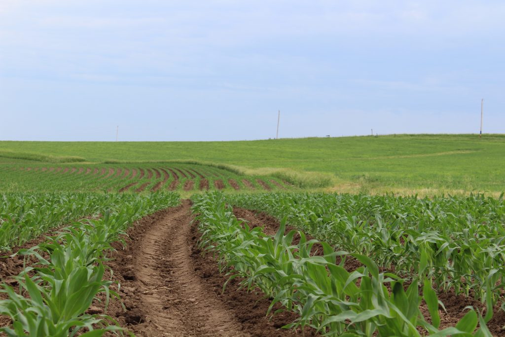 Field Crops - Practical Farmers of Iowa