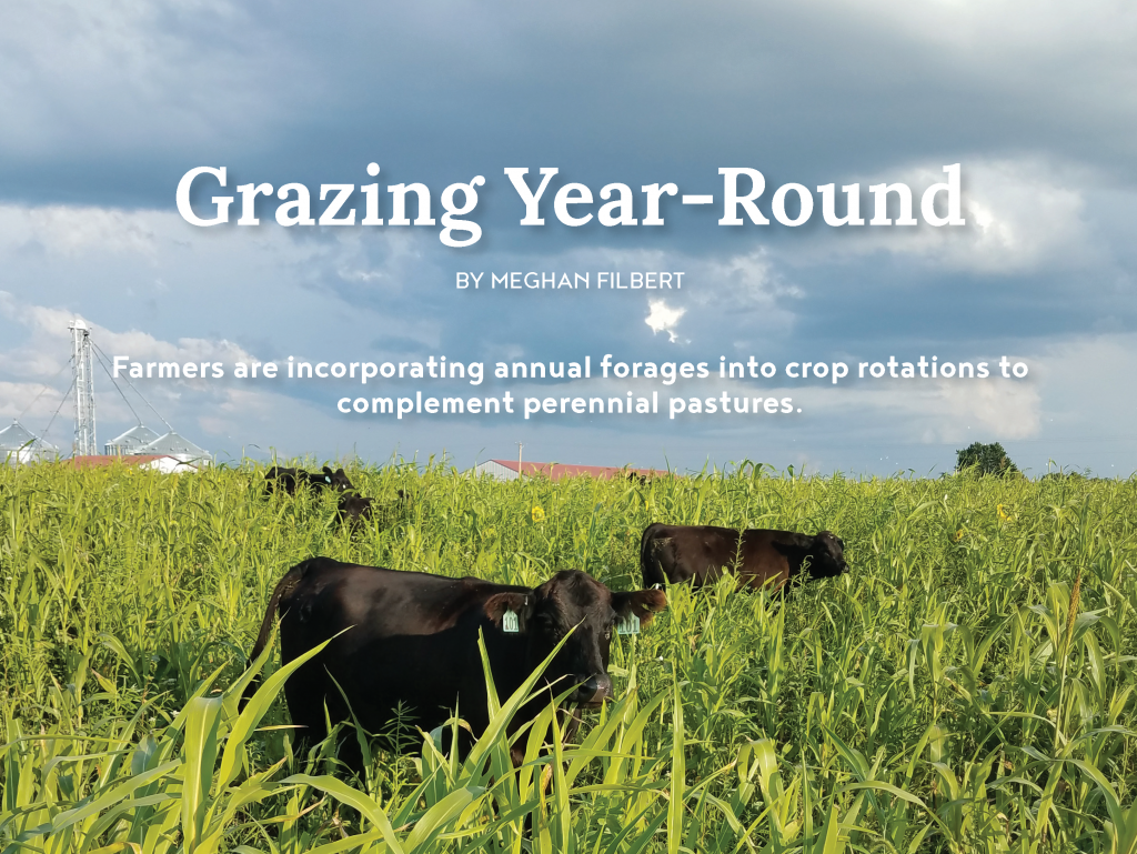 Annual Forages Contribute to Year-Round Grazing - Practical Farmers of Iowa