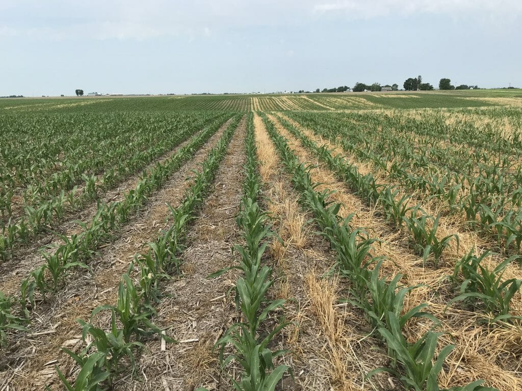 Establishing Cover Crop Skip Zones for Corn - Practical Farmers of Iowa