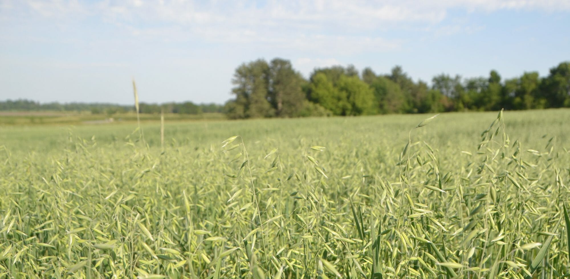 30 Years of Small Grains and No-Till on an Ohio Farm - Practical ...