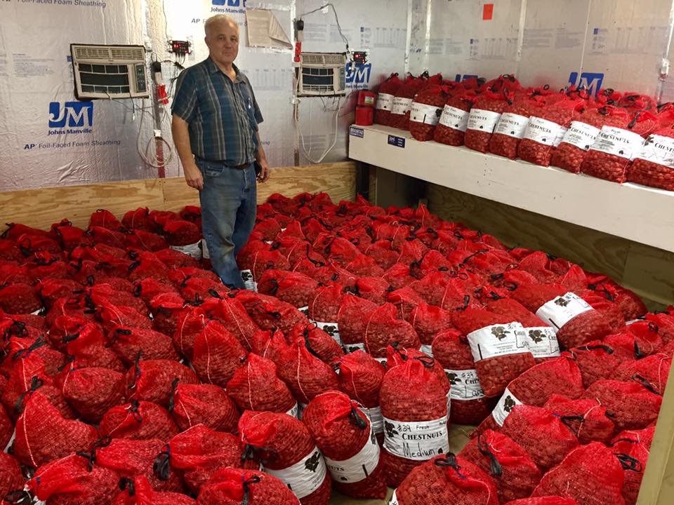 Growing, Grading, Selling and Storing Chestnuts - Practical Farmers of Iowa