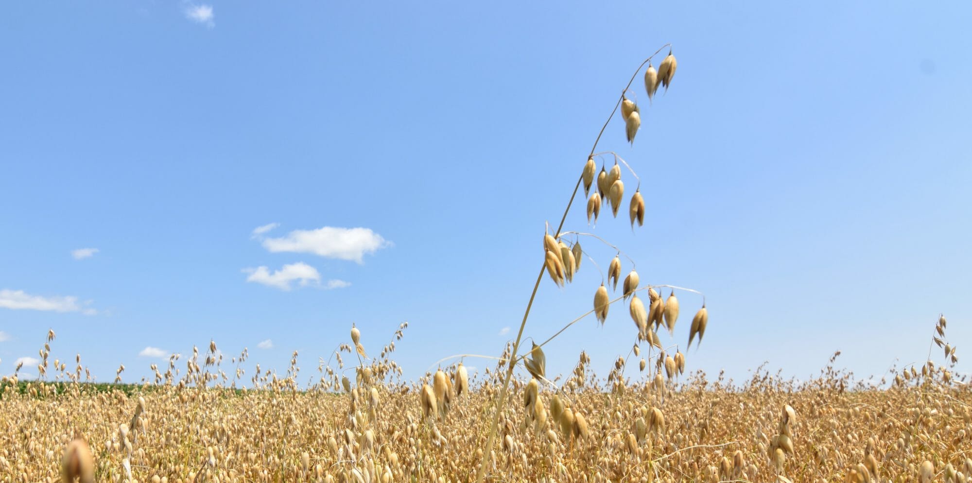 Small Grains Business Directory - Practical Farmers of Iowa