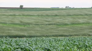 Thinking About Growing Cereal Rye for Cover Crop Seed? Consider these 6 ...