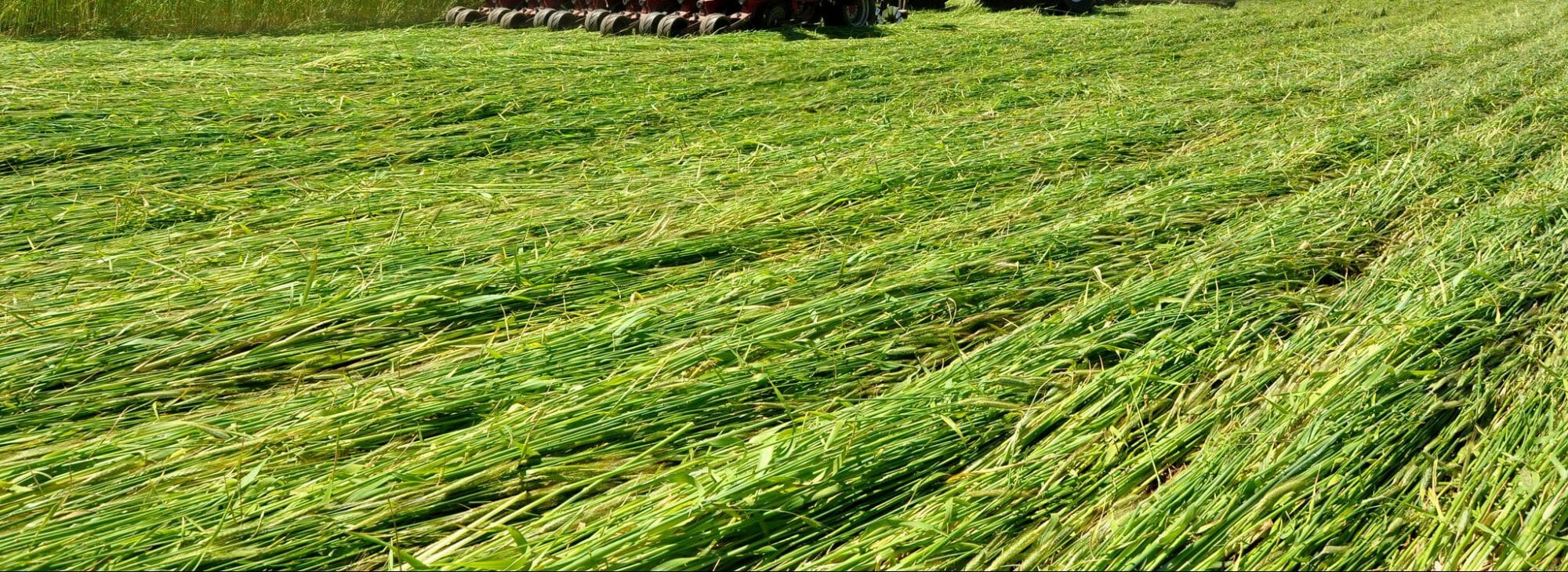 Impact of Roller-Crimping Cereal Rye + Live Weed Zapper Demonstration ...