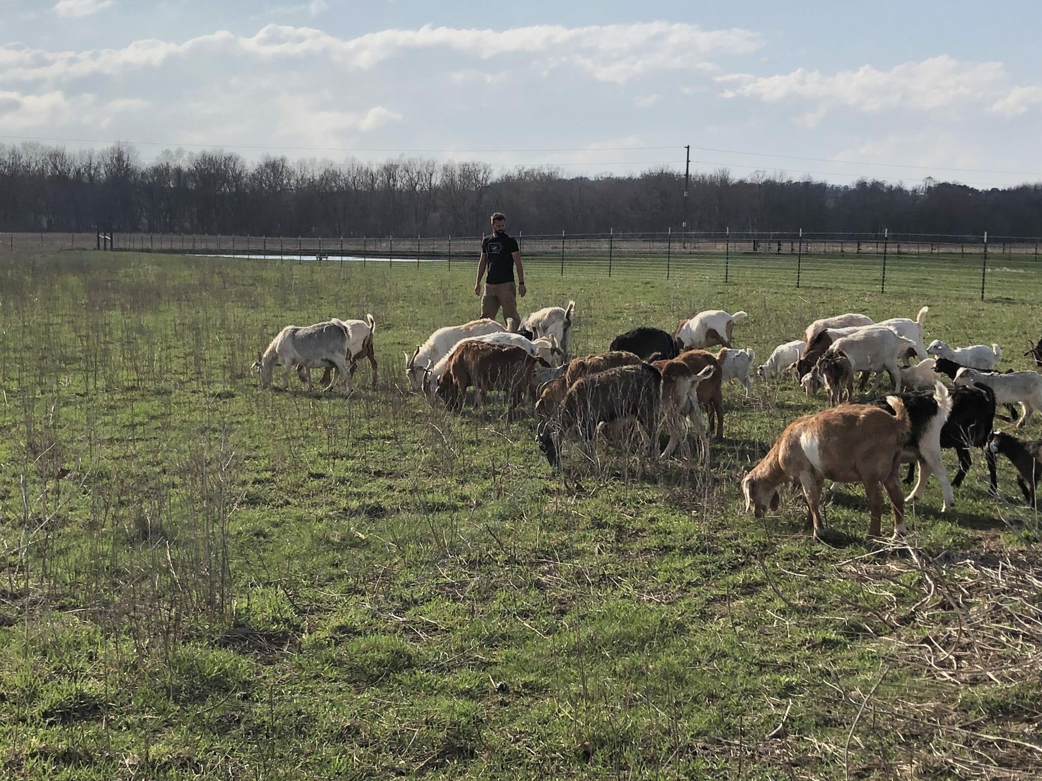 Rotational Pasture Series: Goat Paddock Moves - Practical Farmers of Iowa