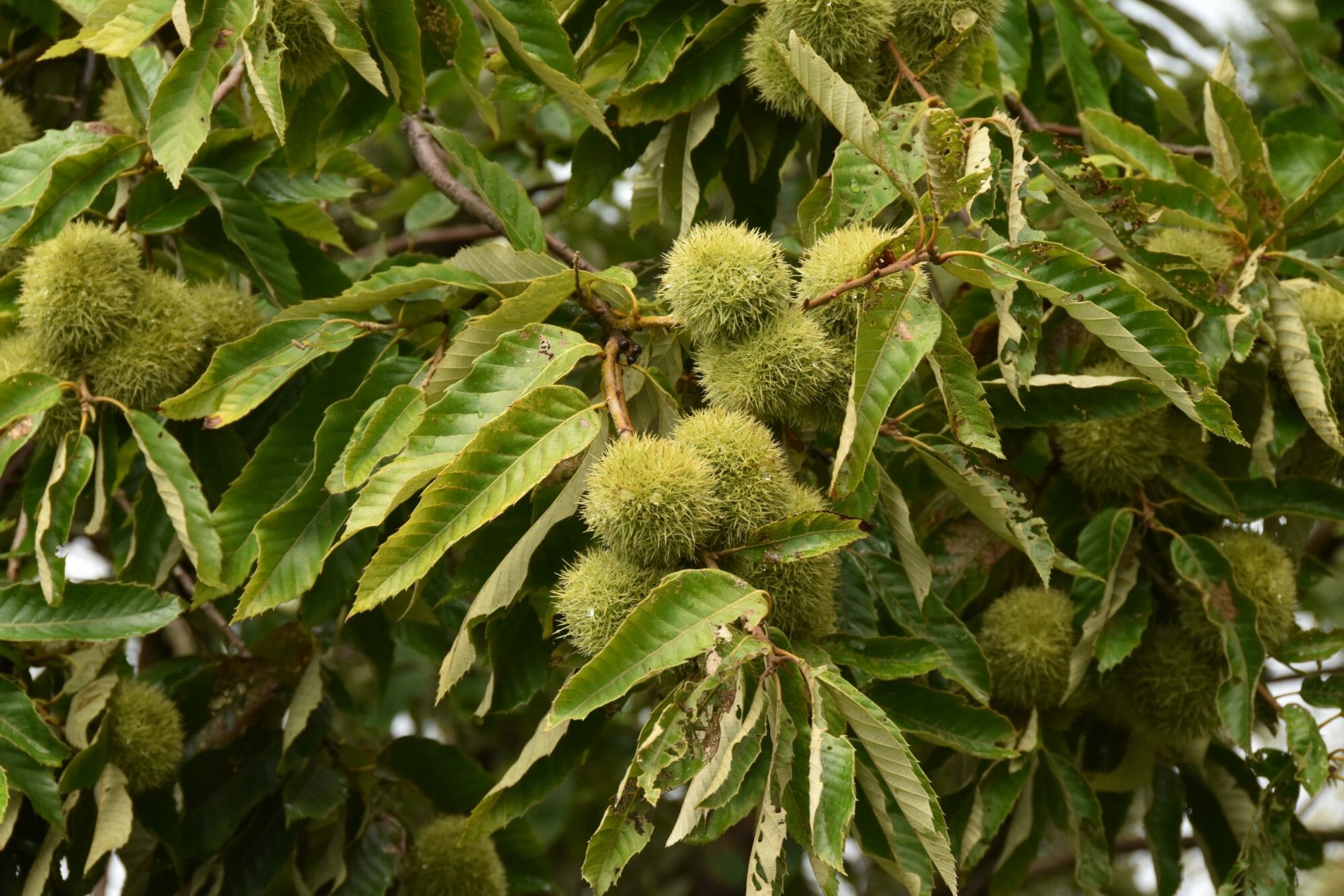 Harvesting Fruit and Nut Crops at Red Fern Farm – Chestnut, Pawpaw ...