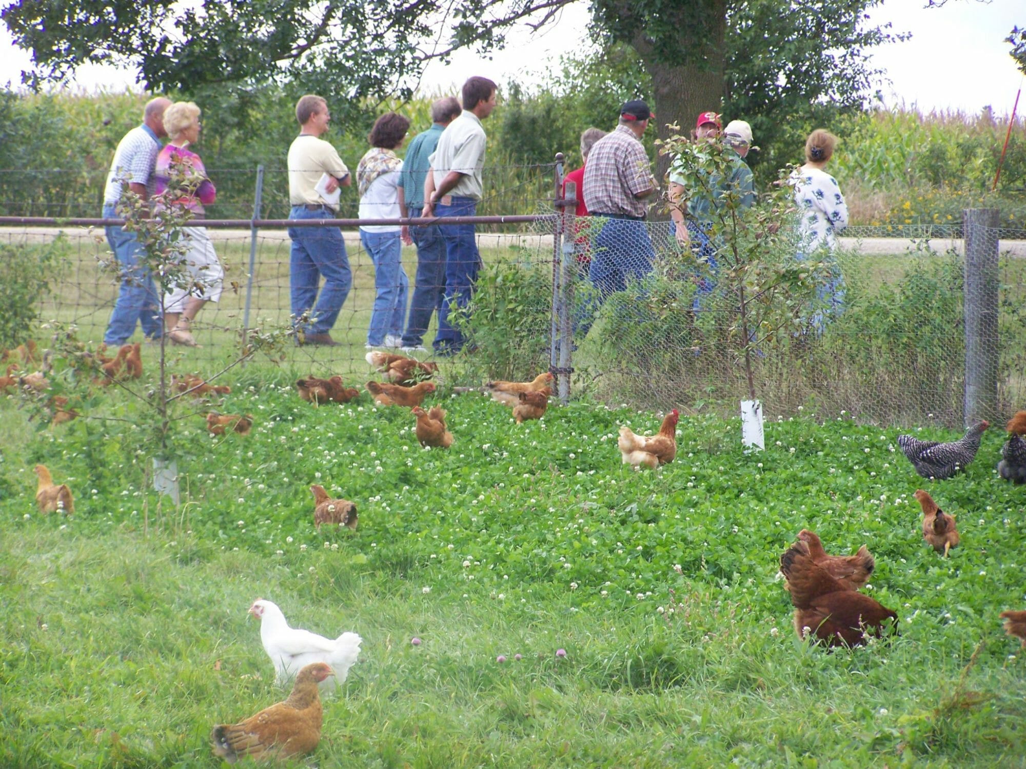 Integrating Cover Crops on a Vegetable and Poultry Farm – Covers for ...