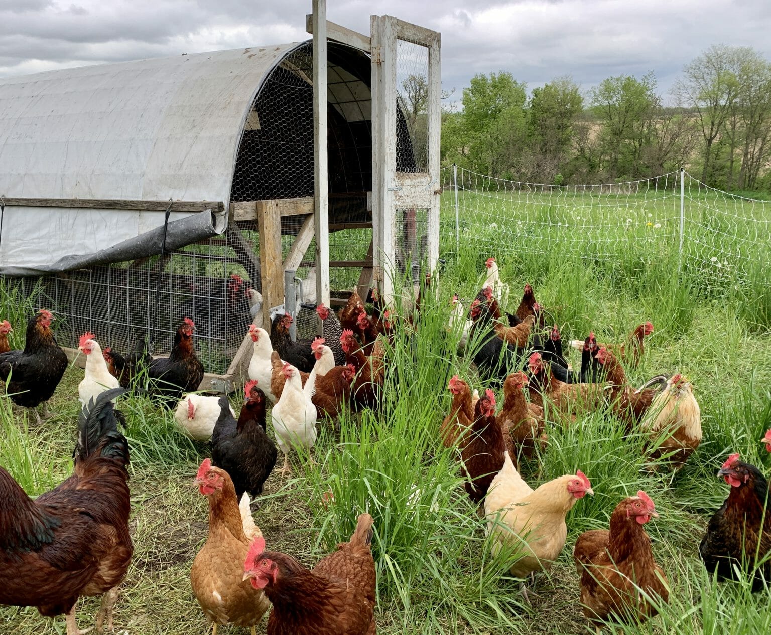 Rotational Pasture Series: Laying Hens - Practical Farmers of Iowa