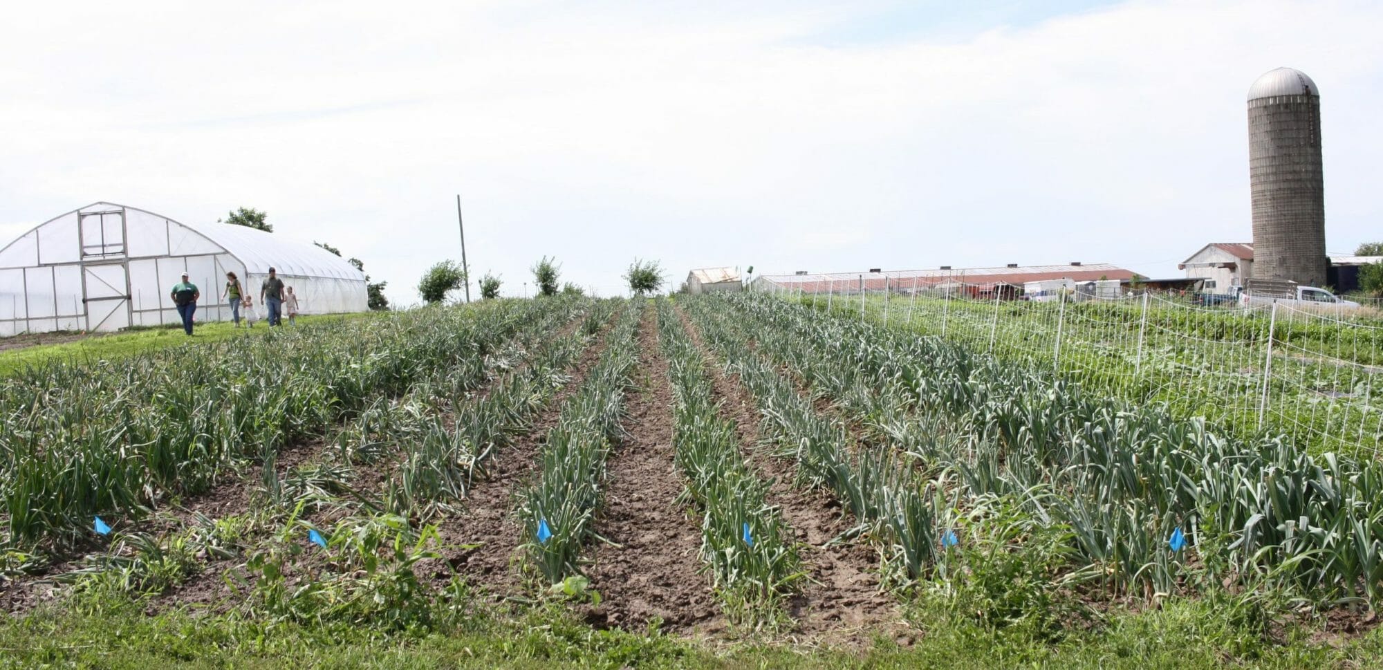 Integrating Sheep and Vegetables at Sundog Farm – Celebrating 25 Years ...