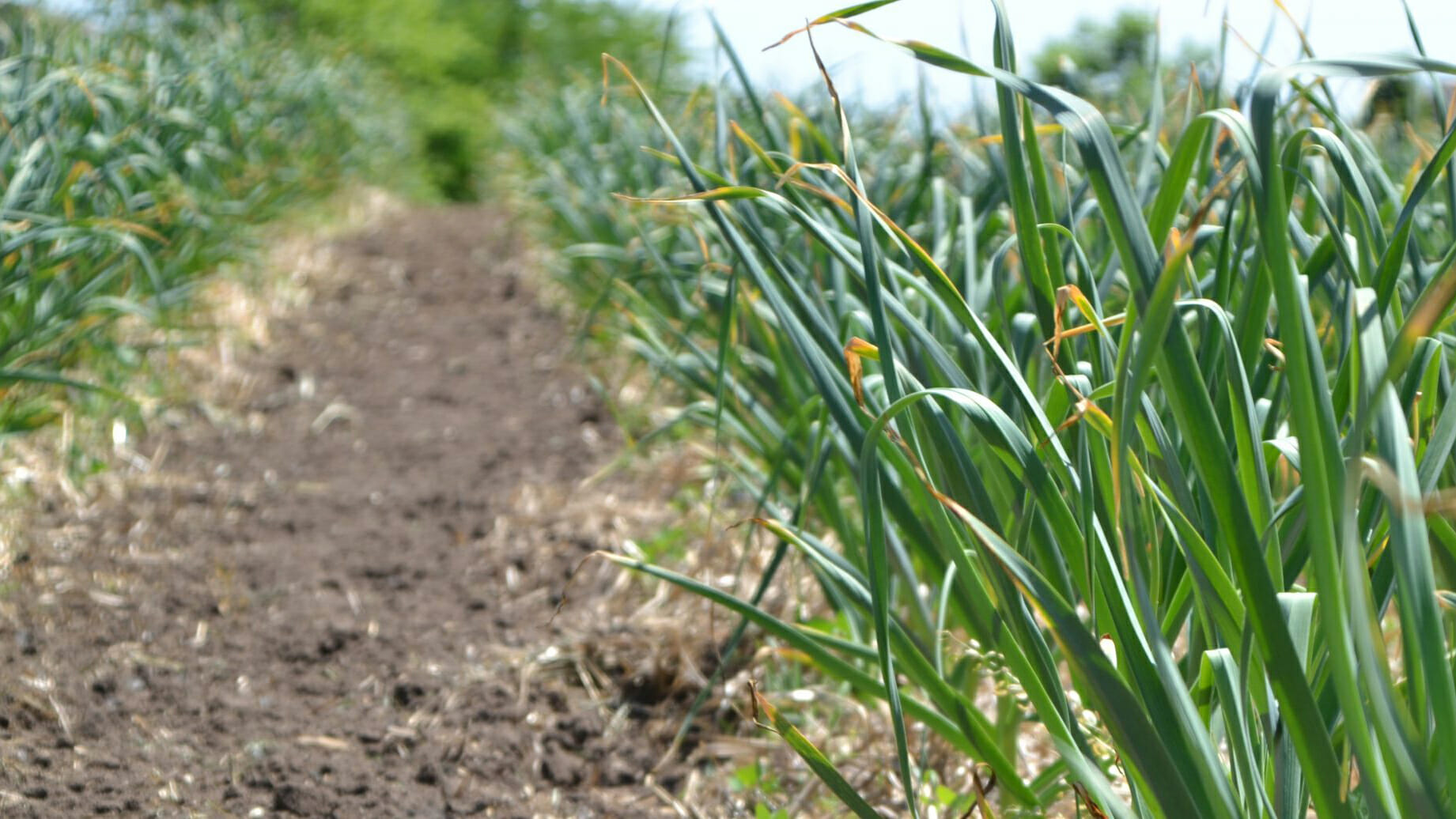 Garlic Production at Grade A Garden – Scape Harvest, Bundling ...