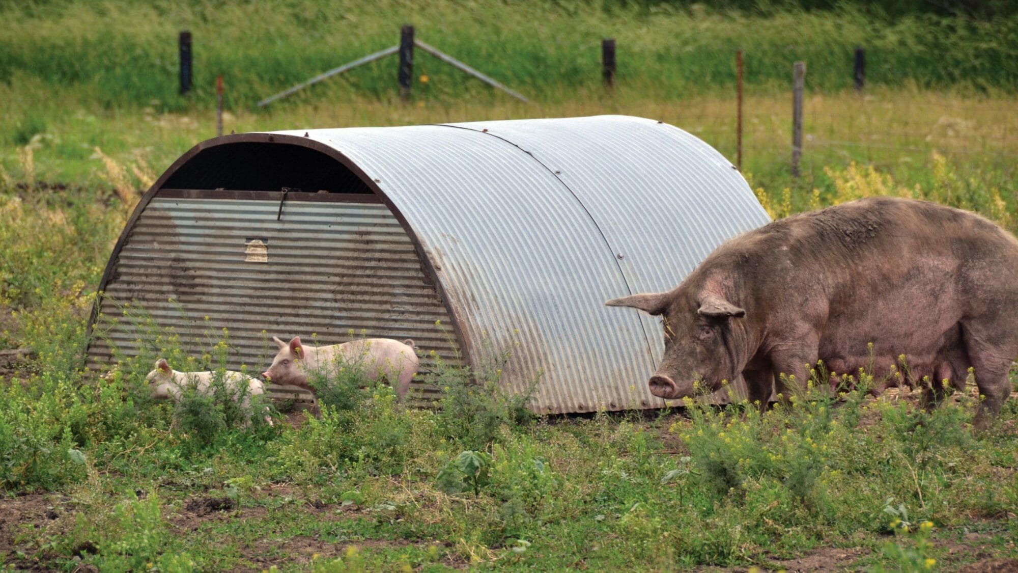 Pasture Farrowing: Infrastructure, Scheduling and Seeding - Virtual ...