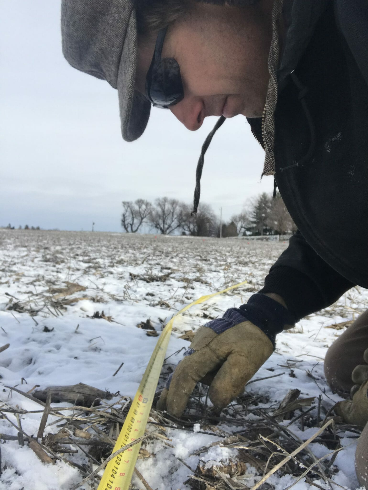 Comparing Cereal Rye Seeding Dates and Rates In Corn - Practical ...