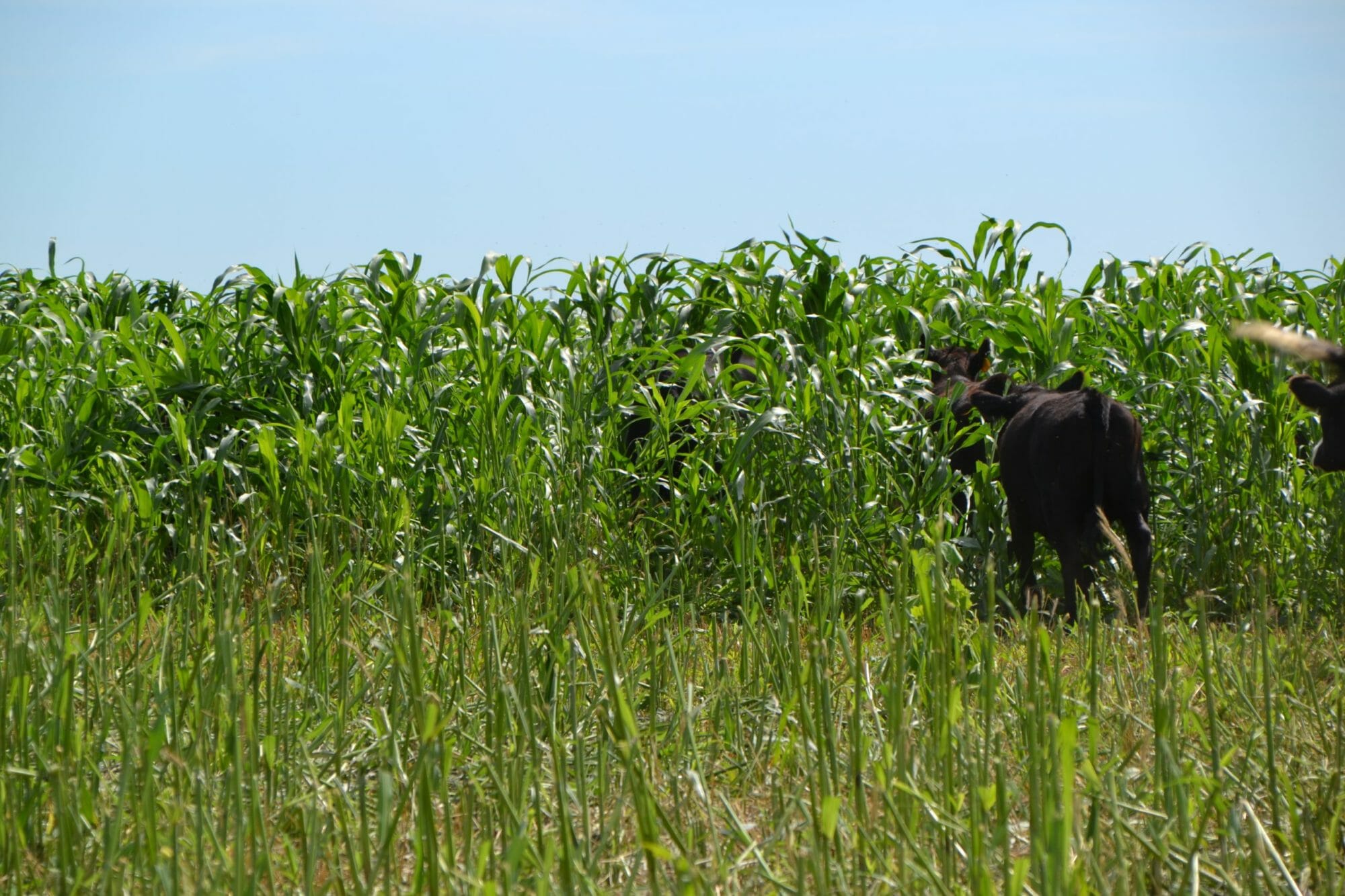 Maximizing Forage Production with Summer Annuals in an Extended ...