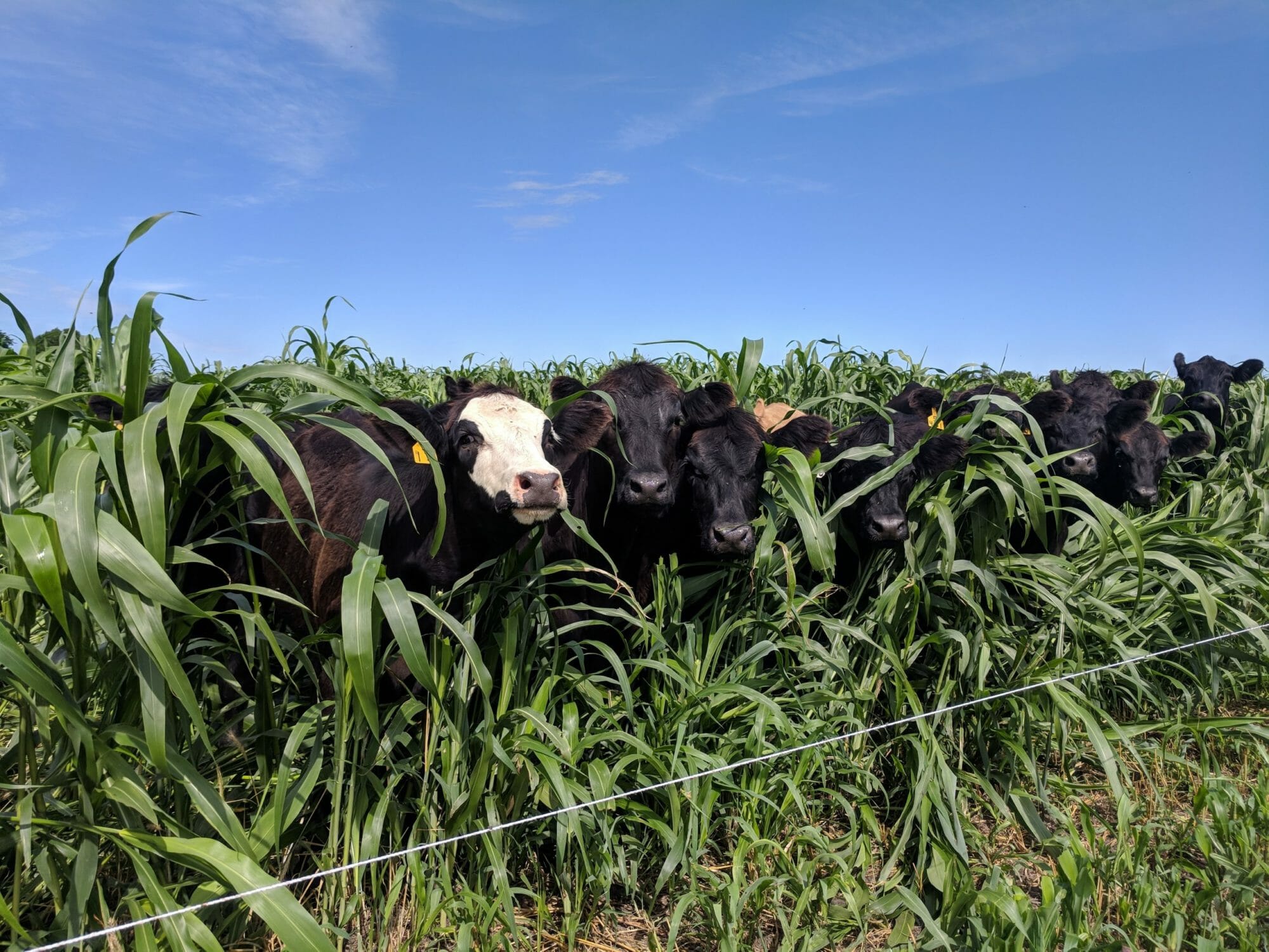 Maximizing Forage Production with Summer Annuals in an Extended ...