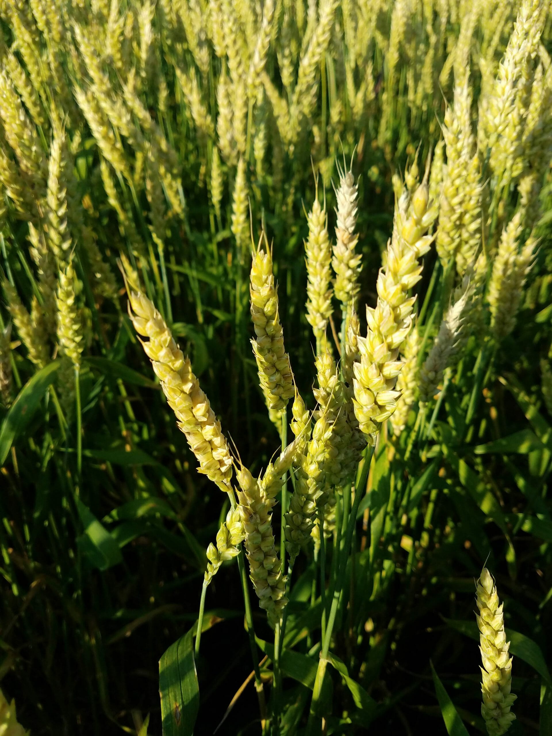 Small Grains News and Updates