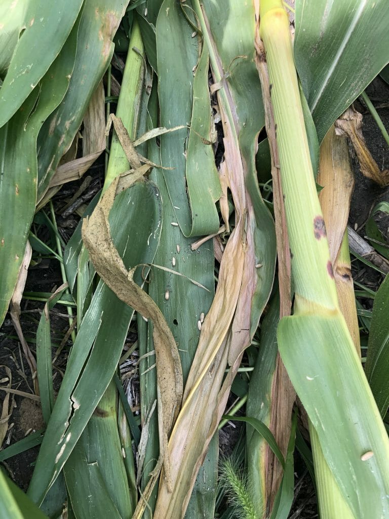 Derecho Crop Damage and Evaluating Cover Crop Plans - Practical Farmers ...