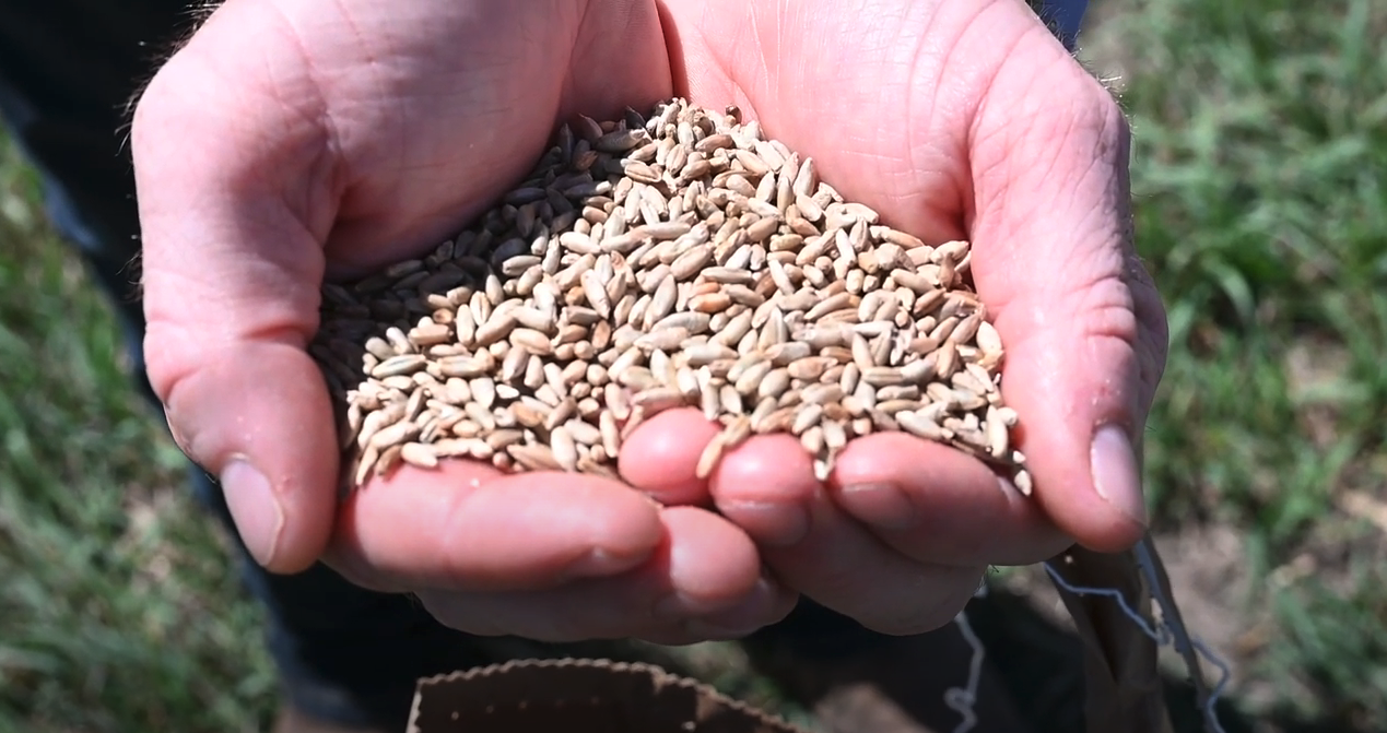 Small Grains News and Updates