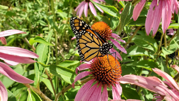 Pollinators & Climate Change: Making an Impact on the Farm - Practical ...