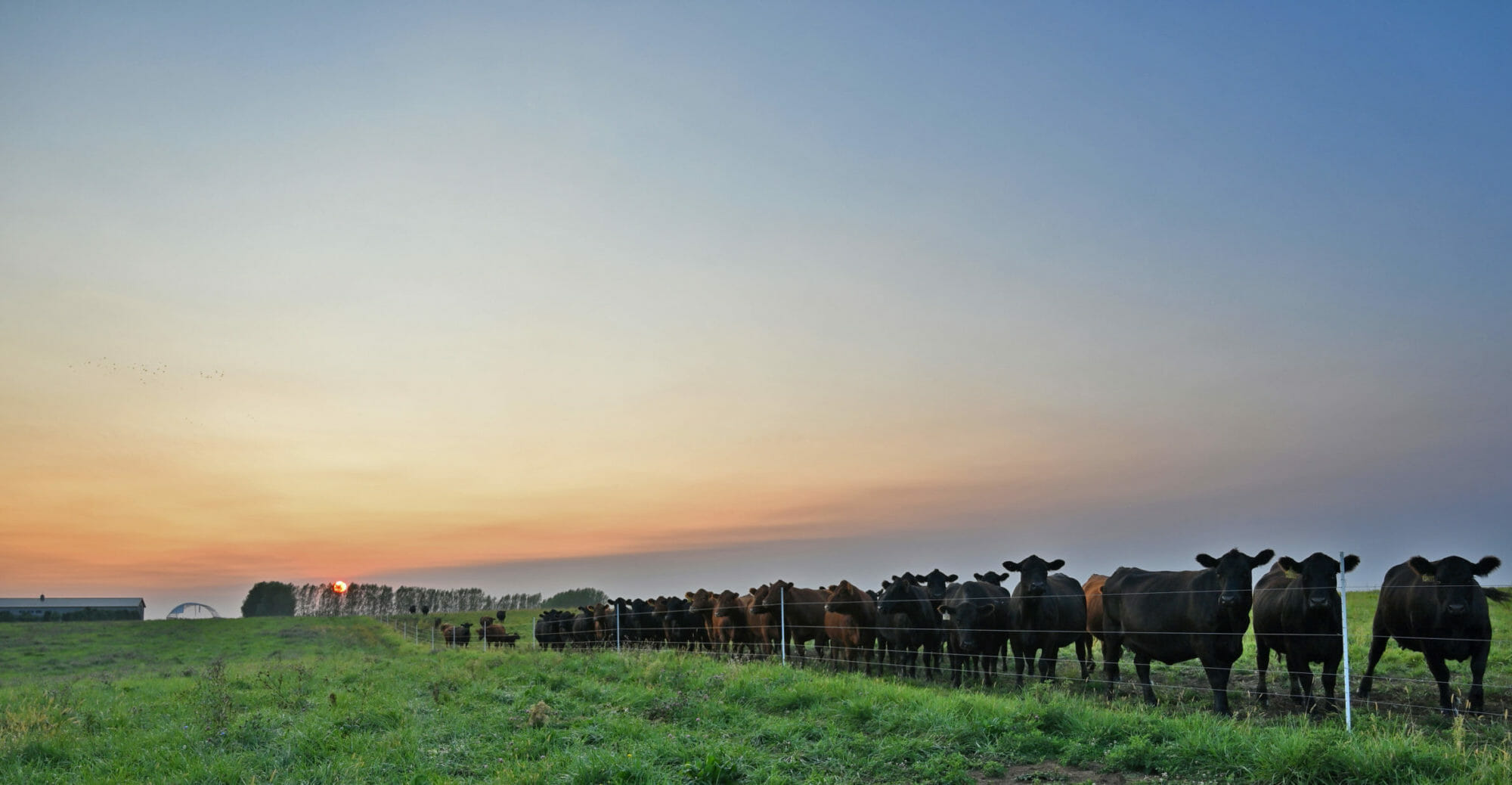 Drones, Management-Intensive Grazing and Cover Crops - Practical ...