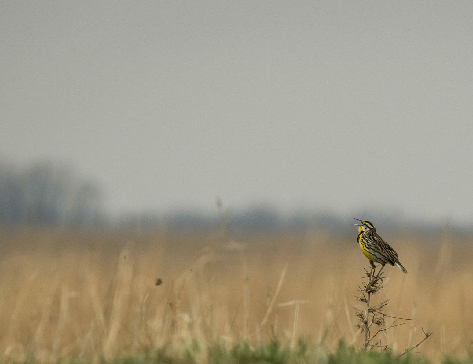 Prairie Seed Collection Workshop - Practical Farmers of Iowa
