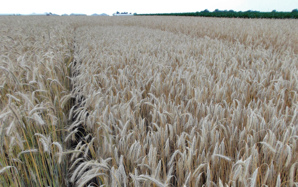 Cereal Rye Variety Trial 2021 - Practical Farmers of Iowa