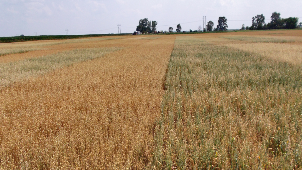 Oat Variety Trial 2021 - Practical Farmers of Iowa