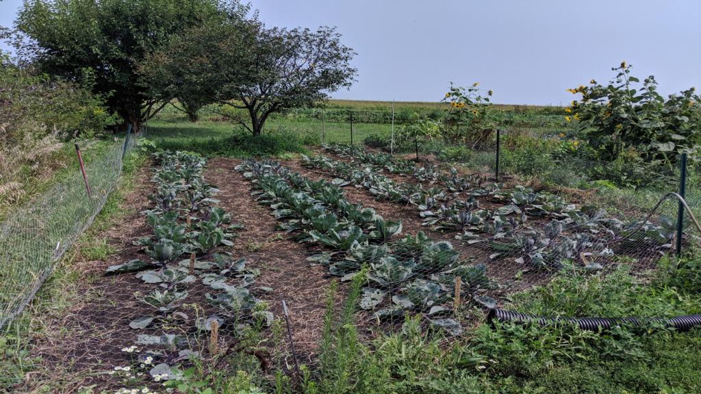 Fall Red Cabbage Variety Trial - Practical Farmers of Iowa