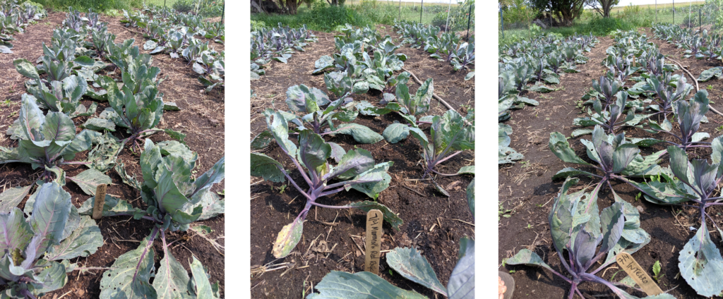 Fall Red Cabbage Variety Trial - Practical Farmers of Iowa