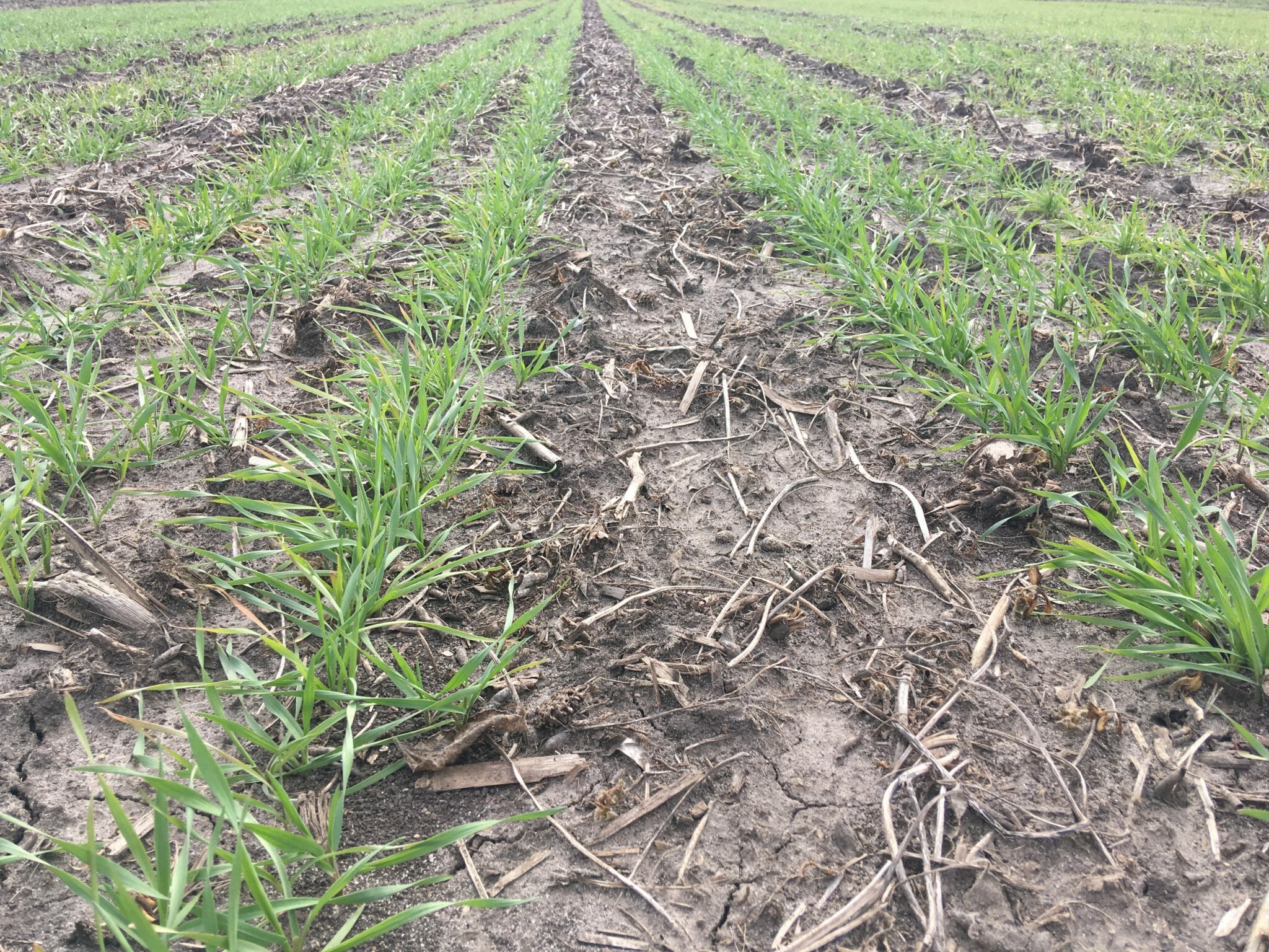 Corn Following Cereal Rye Cover Crops: Research Sheds Light on Planting ...