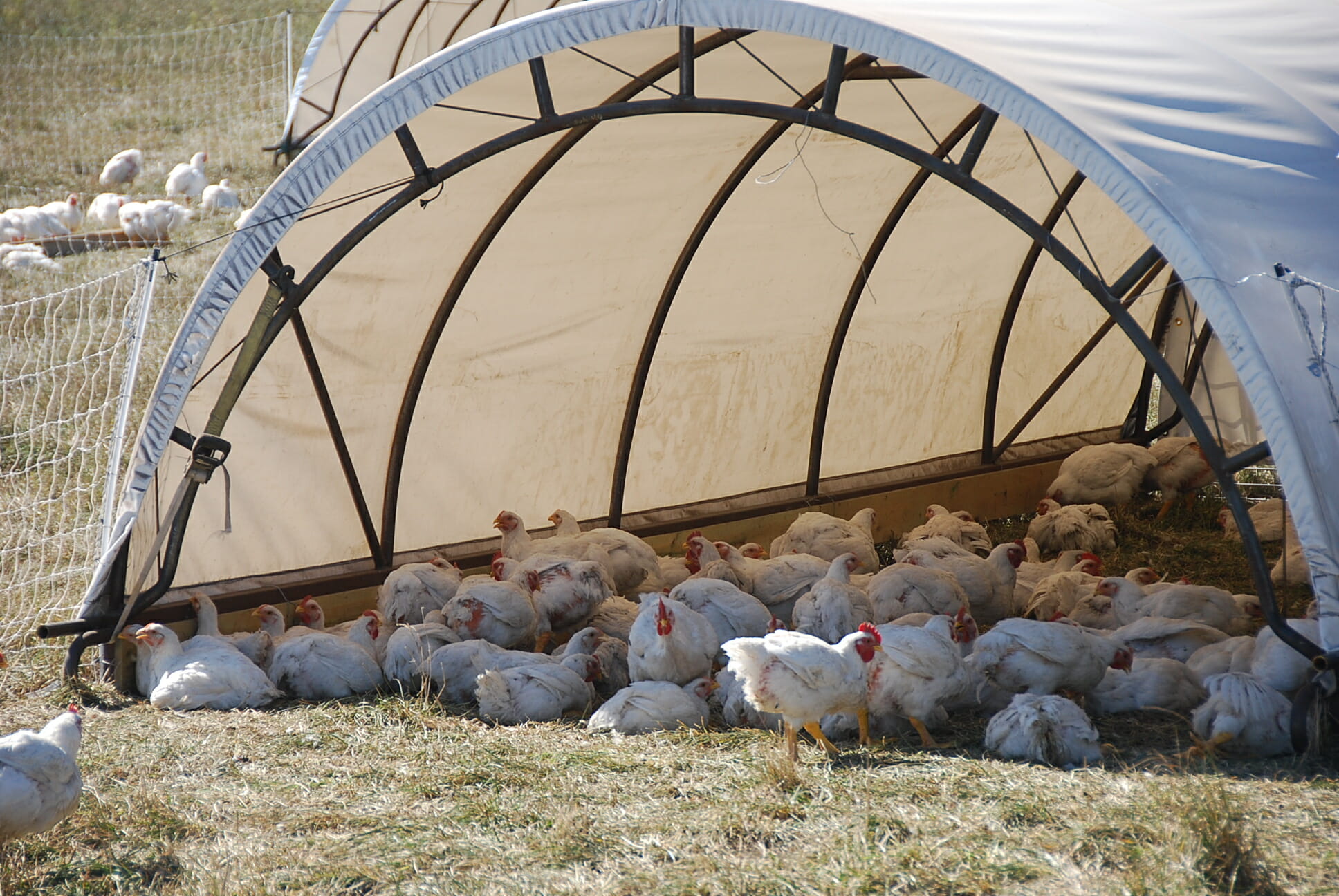 On-Farm Poultry Processing & Licensing - Practical Farmers of Iowa