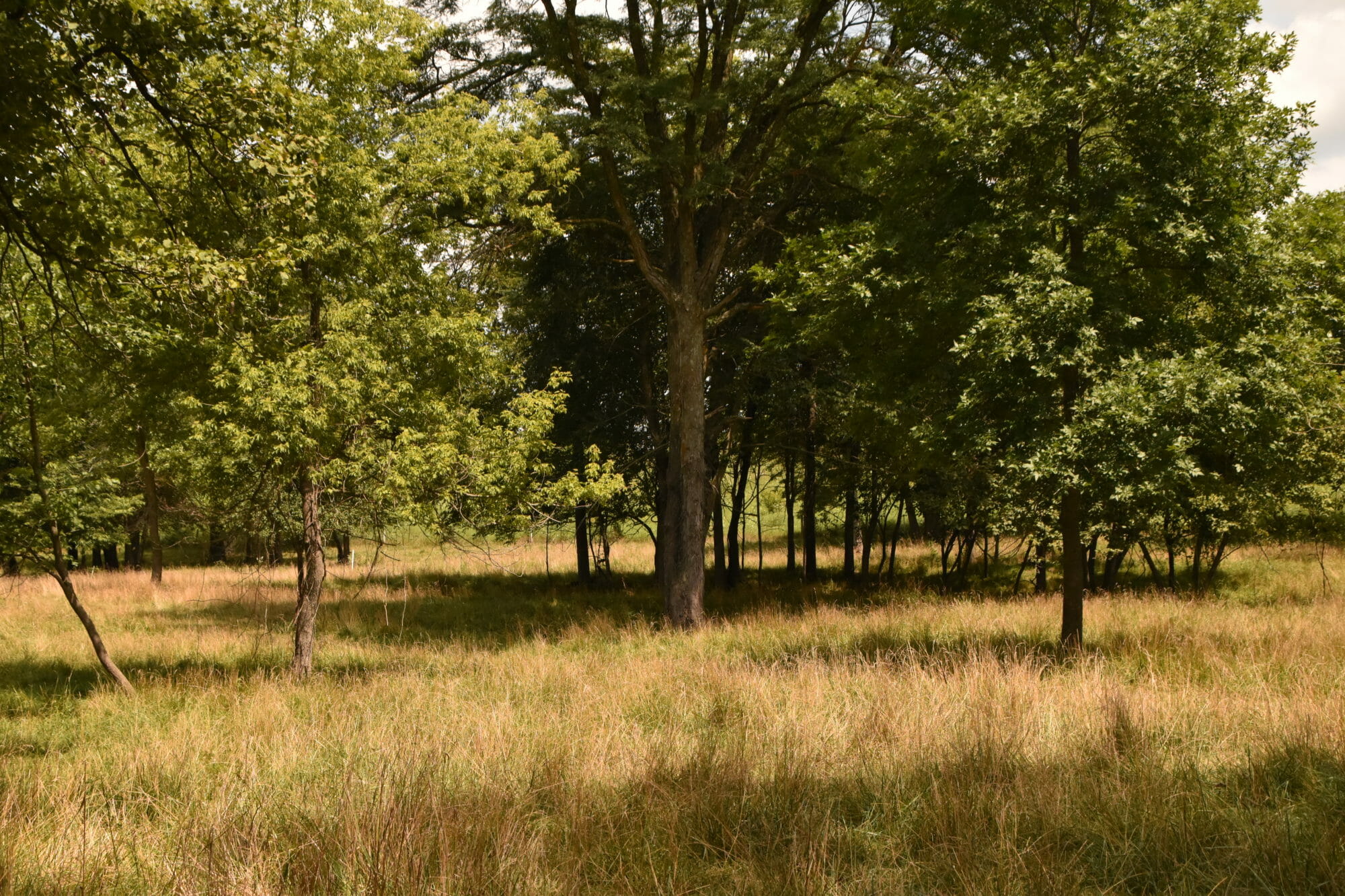 Flipping the Table on Soil Health With Silvopasture at Yellow Table ...