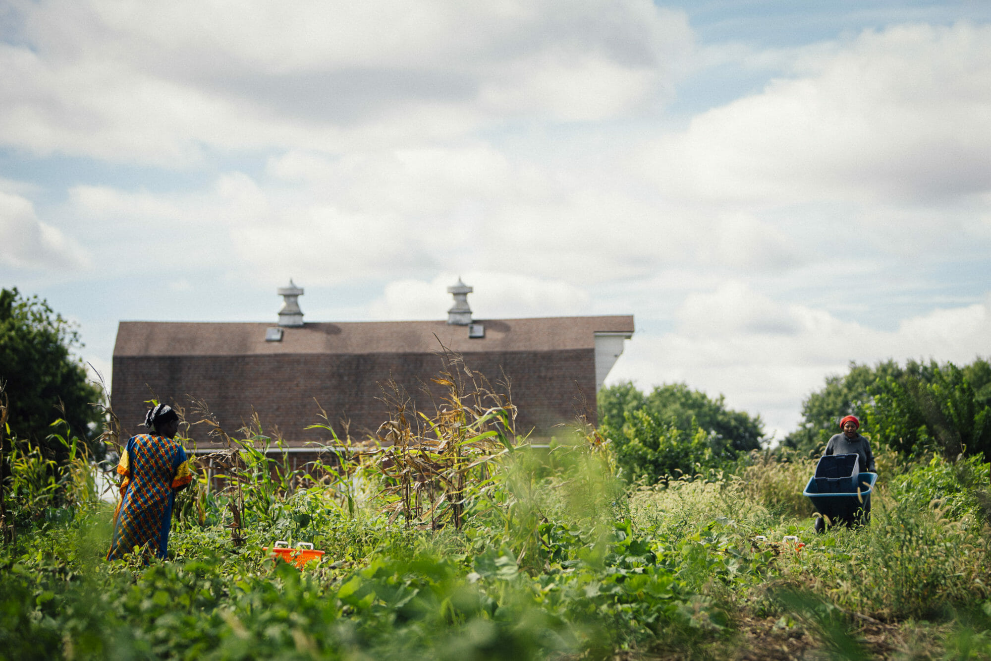Growing Cultural Vegetables on Small Urban Plots With Cover Crops ...