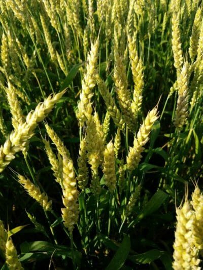 Small Grains News: Preparing for small grains harvest + Attend our next ...
