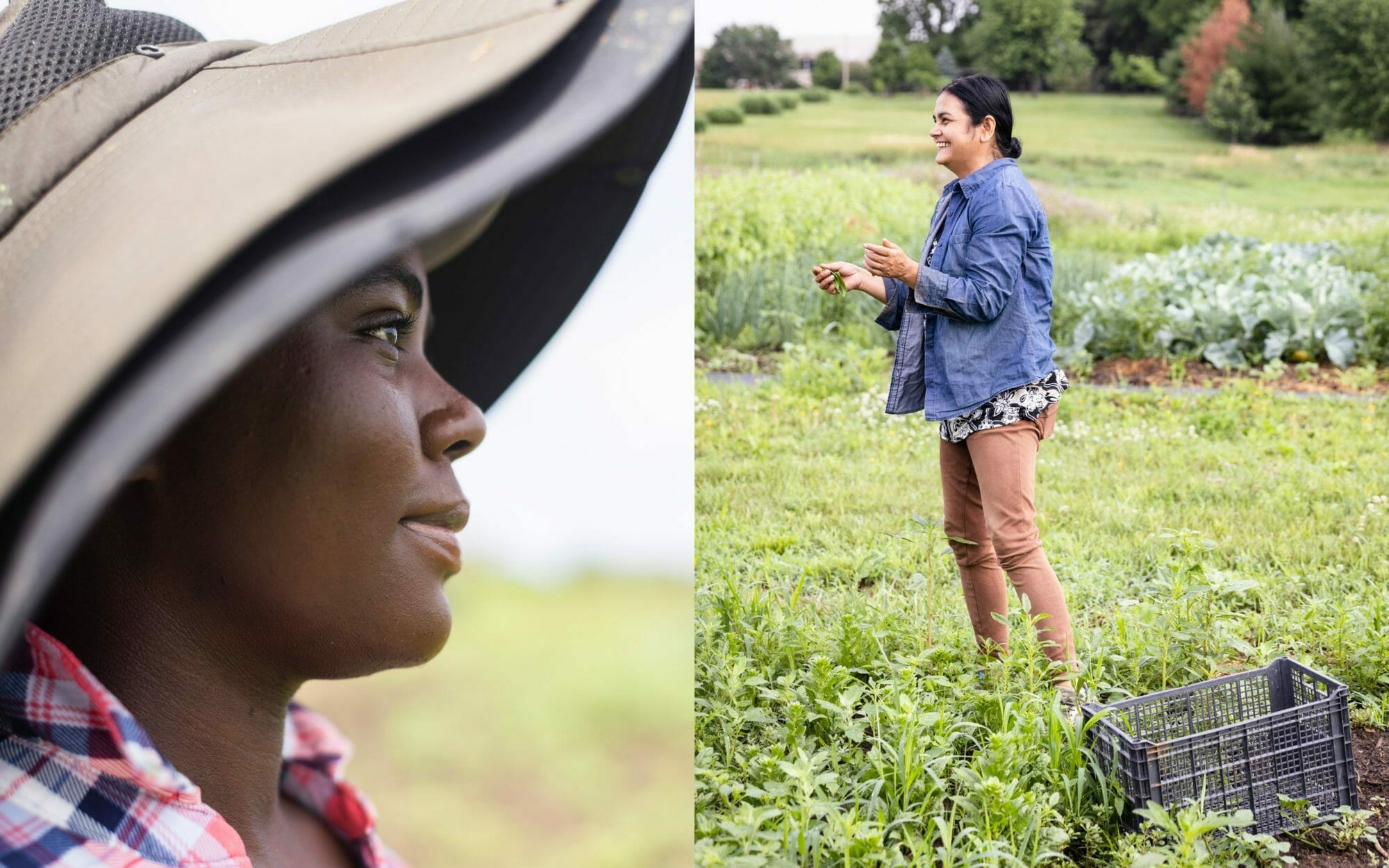 Global Greens Farm field day will explore urban farming, growing ...