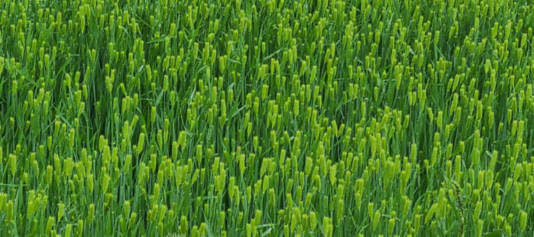 The “Why” of Winter Barley, Plus 4 Tips on Winter Barley Double ...