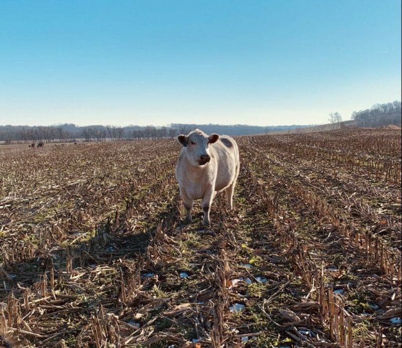 The Monthly Feedstuff - Manage fall grazing + Meet the new addition to ...