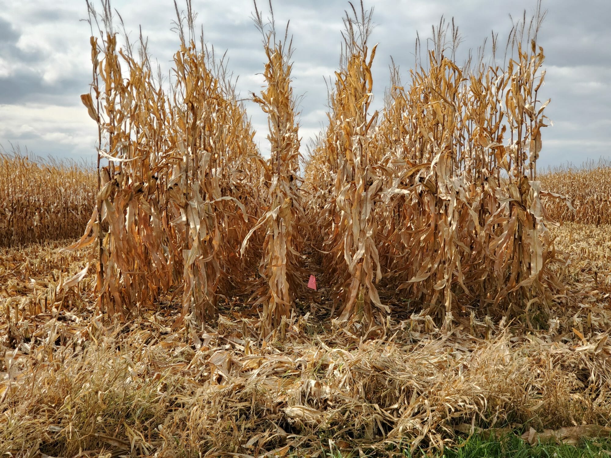 Are Fungicide and Insecticide Seed Treatments Necessary for Corn ...