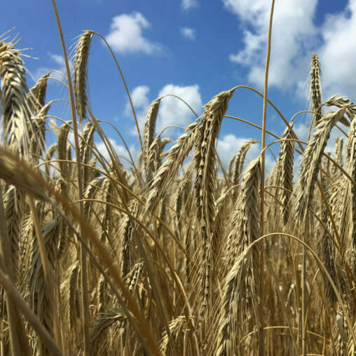 Small Grains News: Variety selection + A warm PFI welcome!