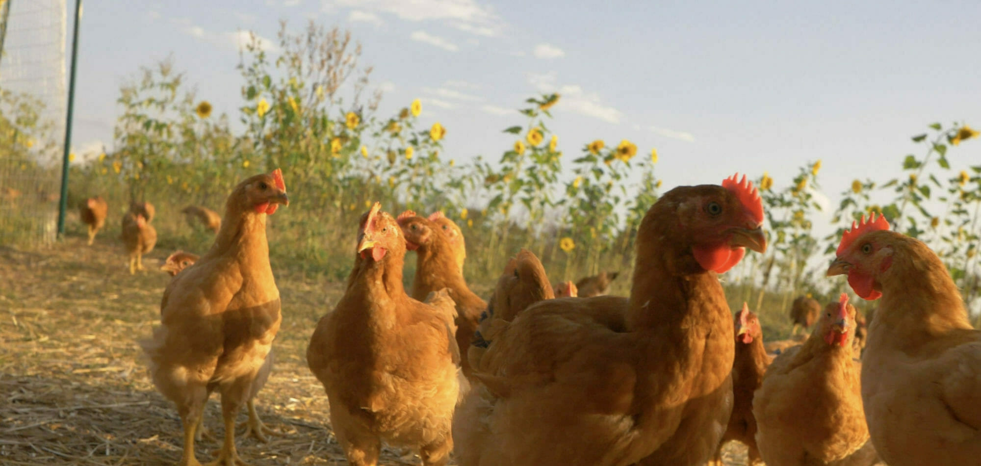 Hands-On Poultry Processing - Practical Farmers of Iowa