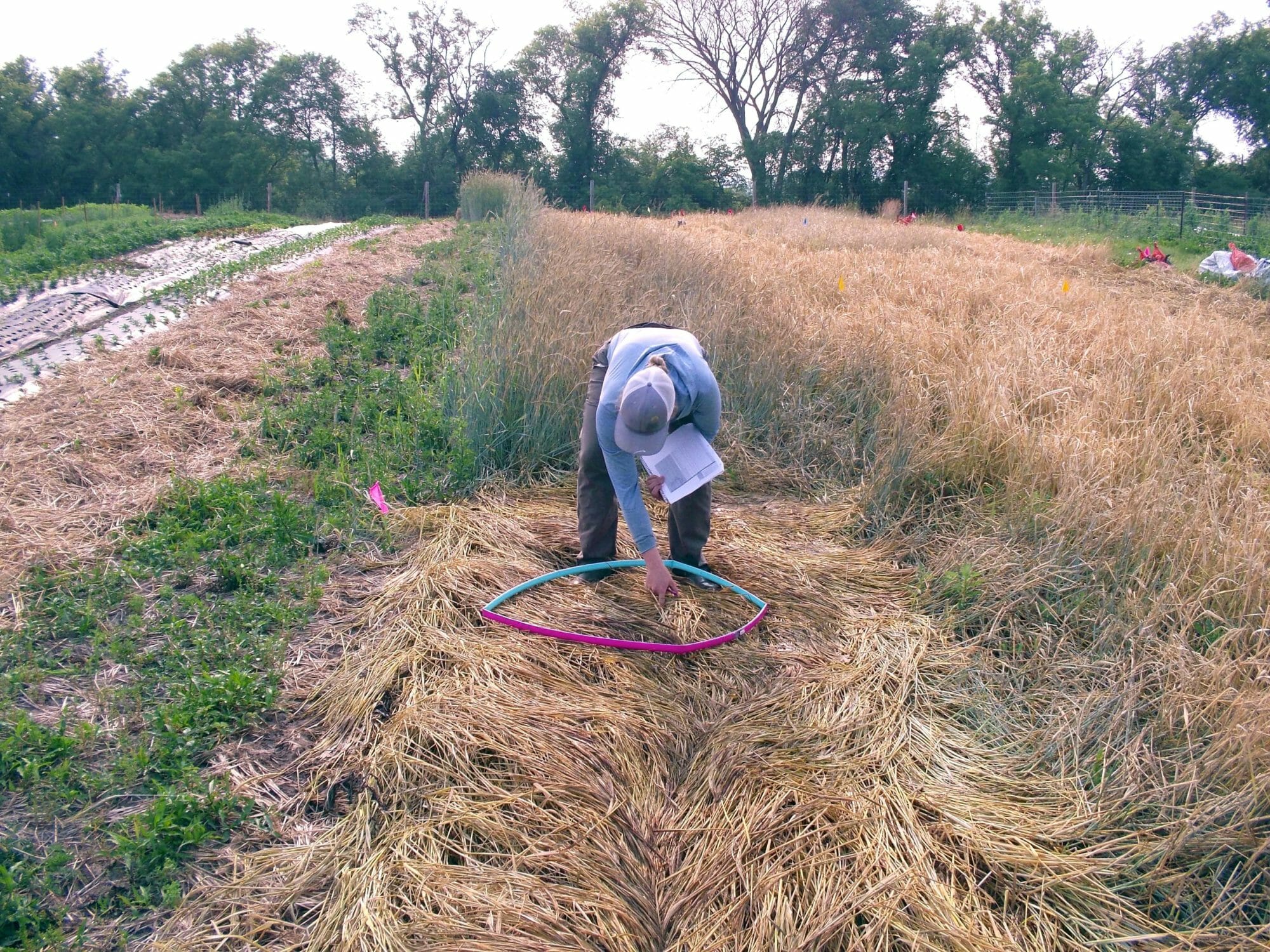 Tarping for No-Till Cover Crop Termination - Practical Farmers of Iowa
