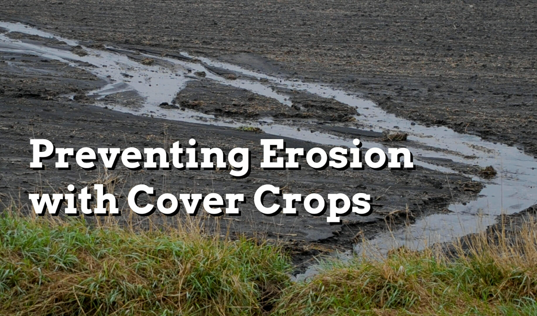 Preventing Erosion with Cover Crops - Practical Cover Croppers ...