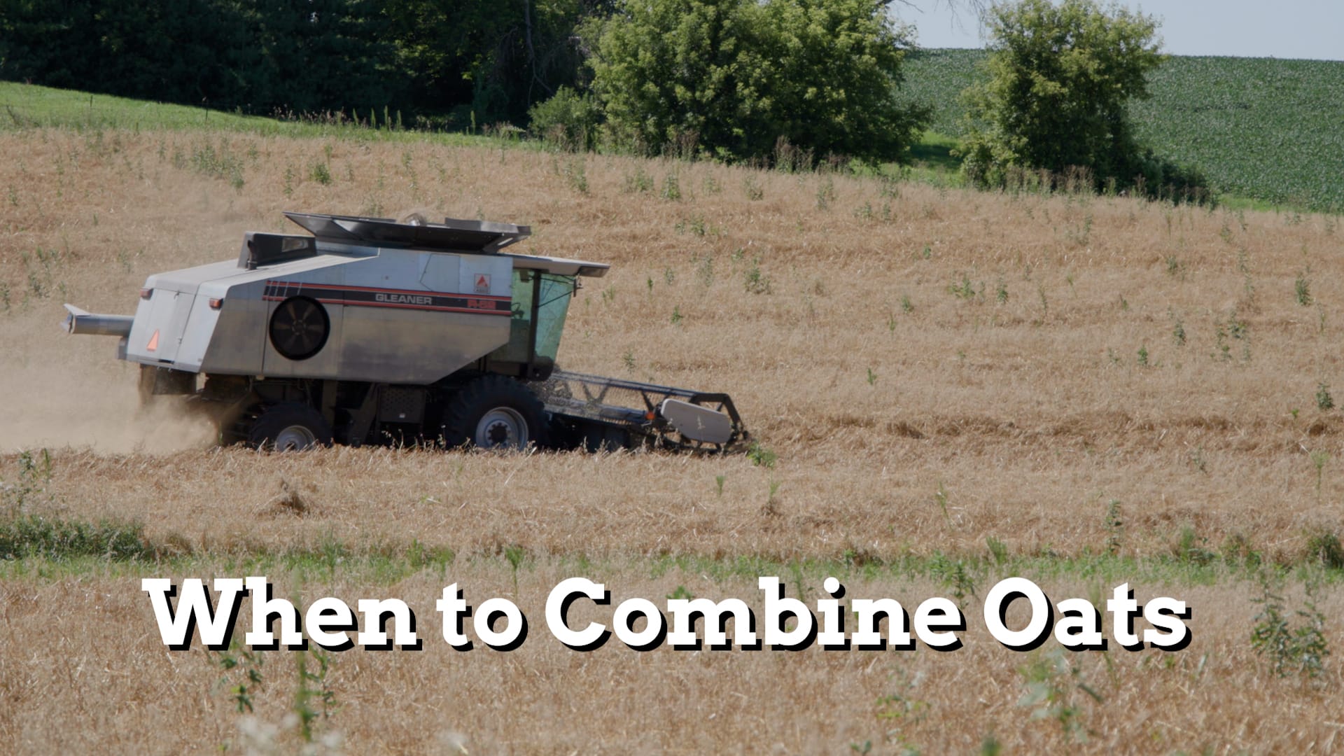 When to Combine Oats - Practical Cover Croppers - Practical Farmers of Iowa