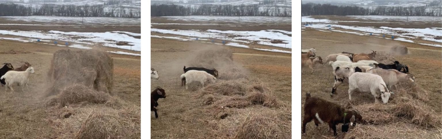 Bale Grazing Effects on Soil and Pasture Plant Communities - Practical ...