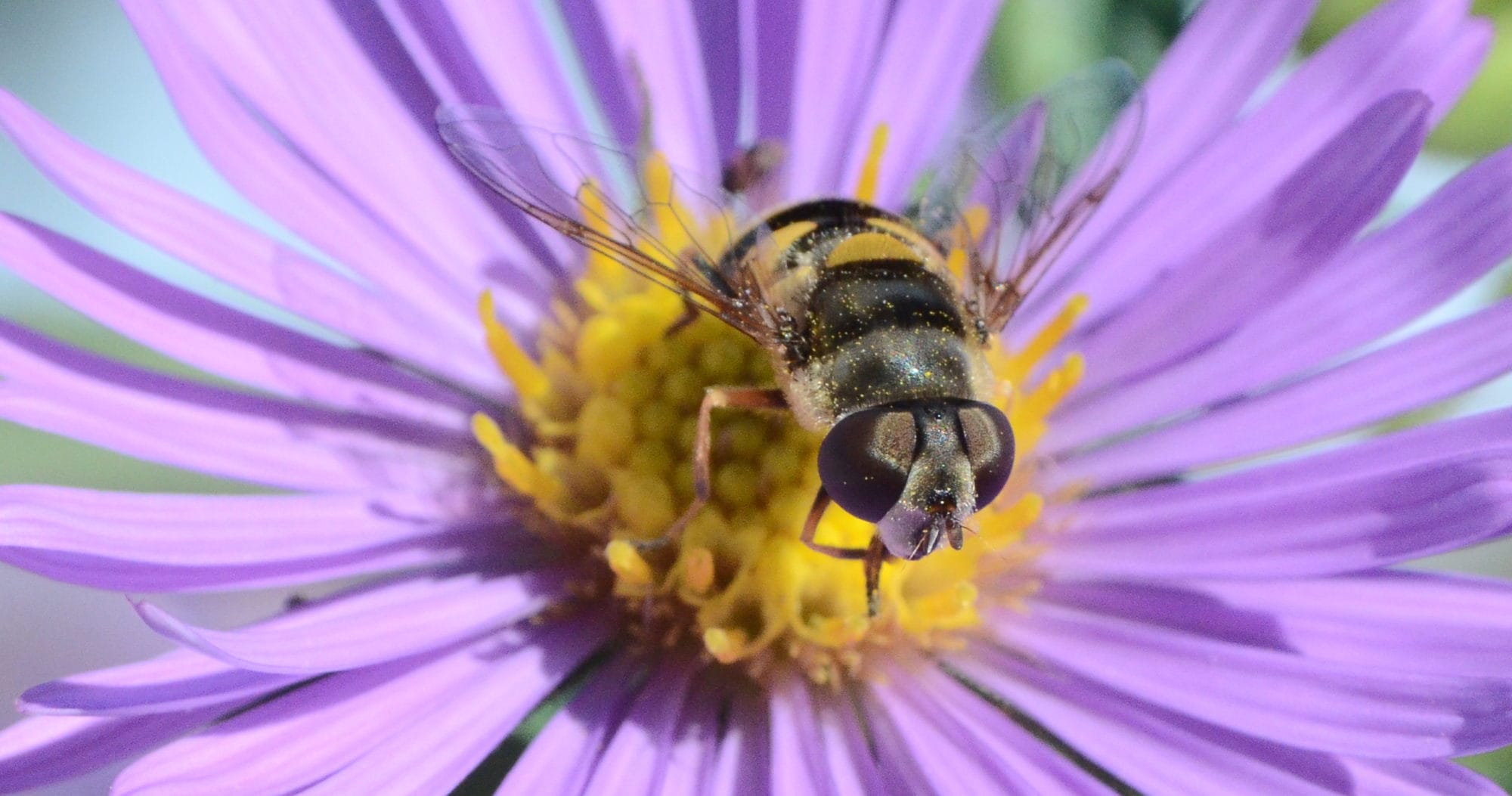 Urban farmers can apply for cost-share to boost beneficial insects on ...